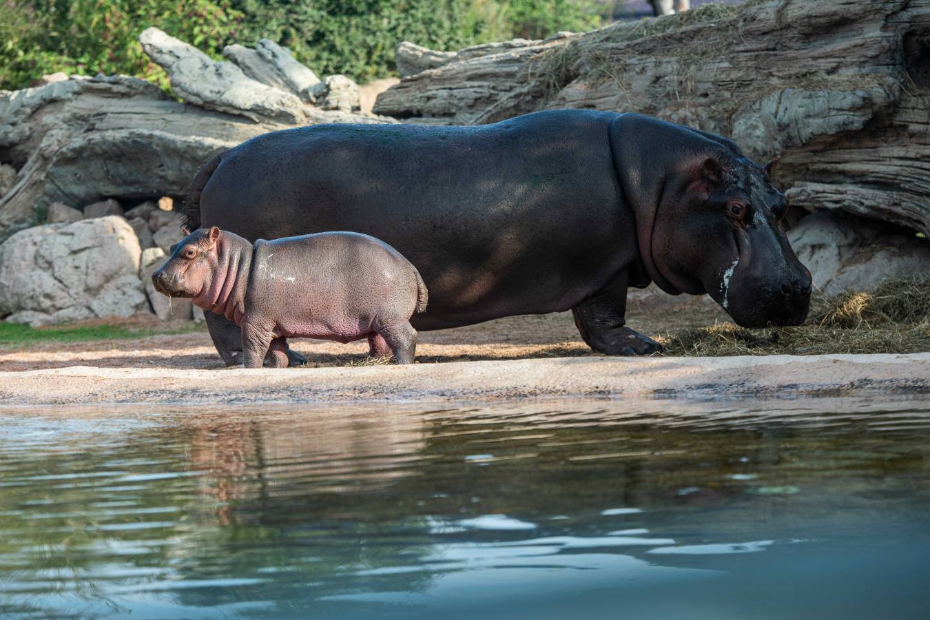 Girobus | ZOOM - PARCO FAUNISTICO TORINO